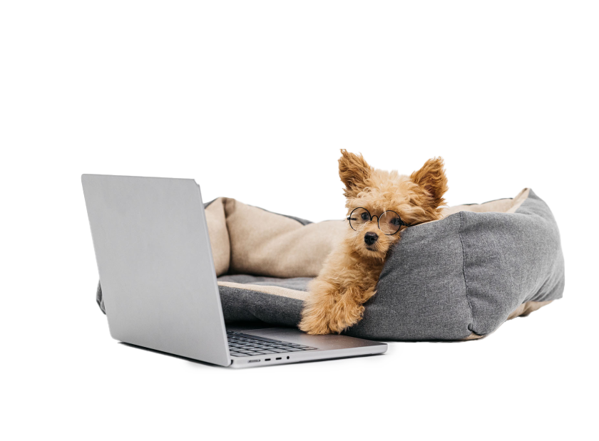 Hundekrankenversicherung Cooper Insurance hundekrankenversicherung-cooper-insurance